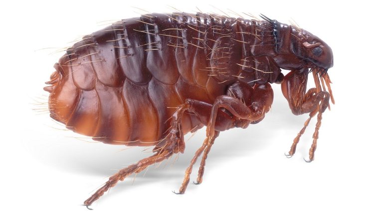 Cât trăiește un purice? Cât trăiesc puricii?